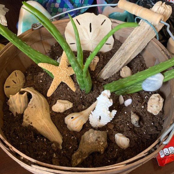 Accents | Sea Shells Decrease Soil Erosion 1 Lb Assorted | Poshmark